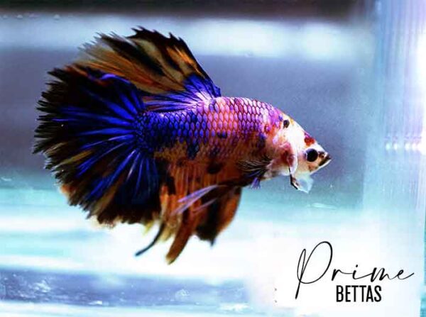 Venta de peces Betta | Peces Betta Prime | Venta de Bettas