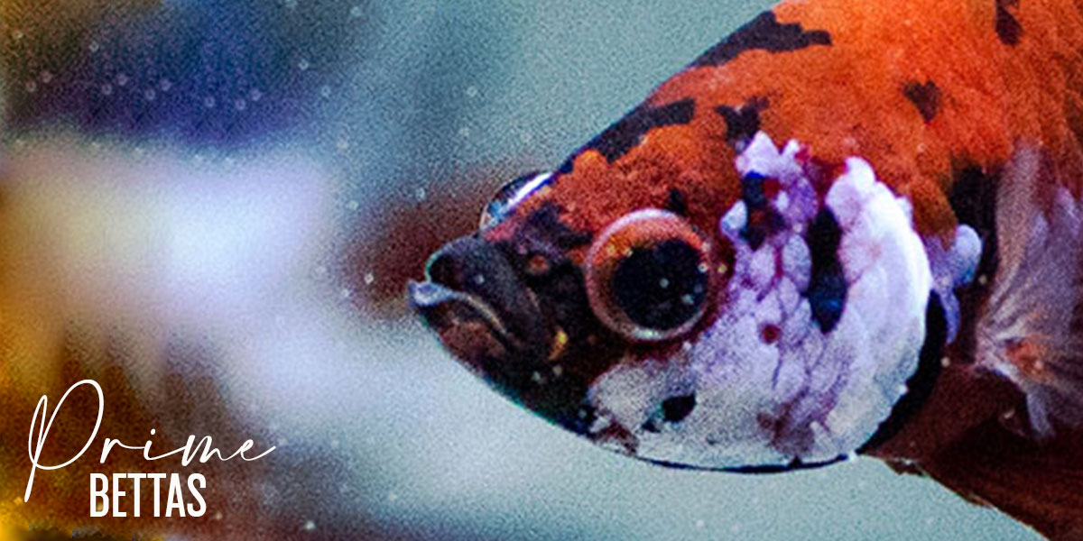 Pez Betta | Peces Betta Prime