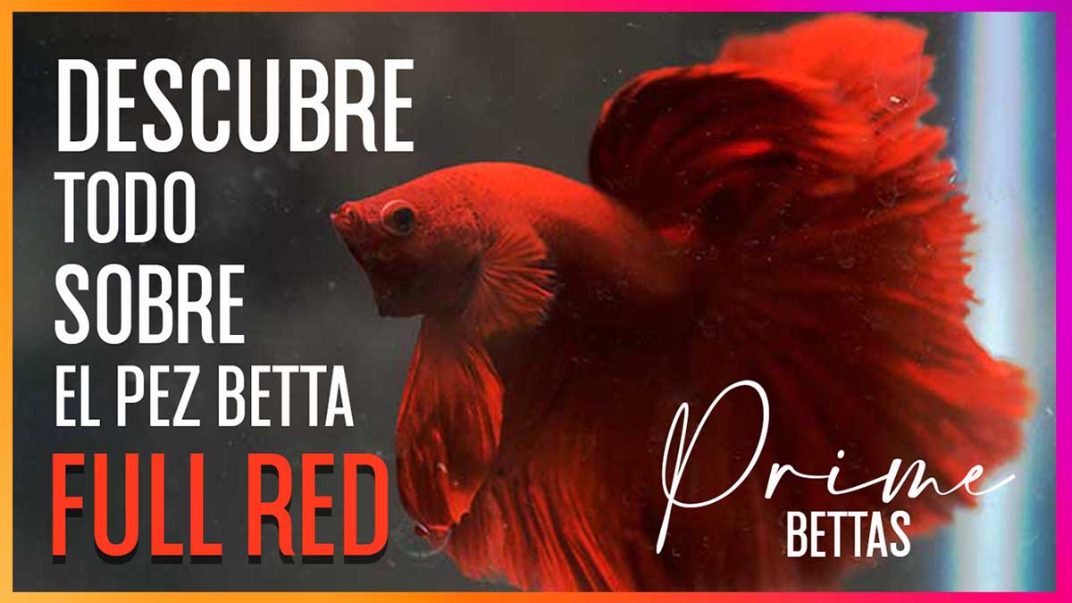 Pez betta Halfmoon Full Red | Peces Betta Prime