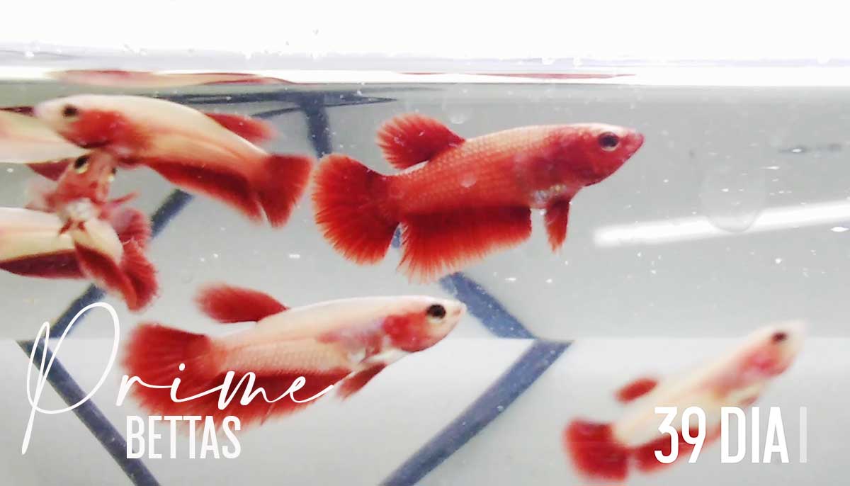 Pez betta Halfmoon Full Red | Peces Betta Prime