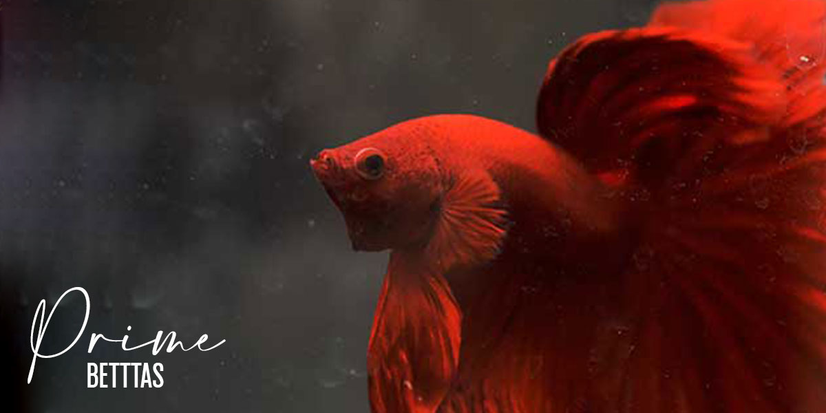 VENTA DE PECES BETTA EN LIMA CON ENVÍOS A TODO EL PERÚ | Peces Betta Prime
