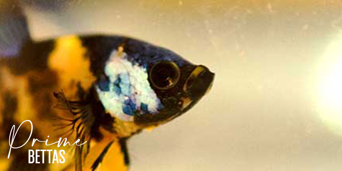 Pez Betta | Peces Betta Prime