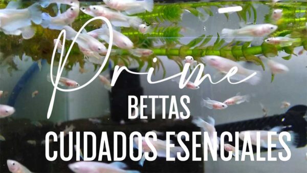 Como cuidar un Pez Betta paso a paso 2024 | Peces Betta Prime