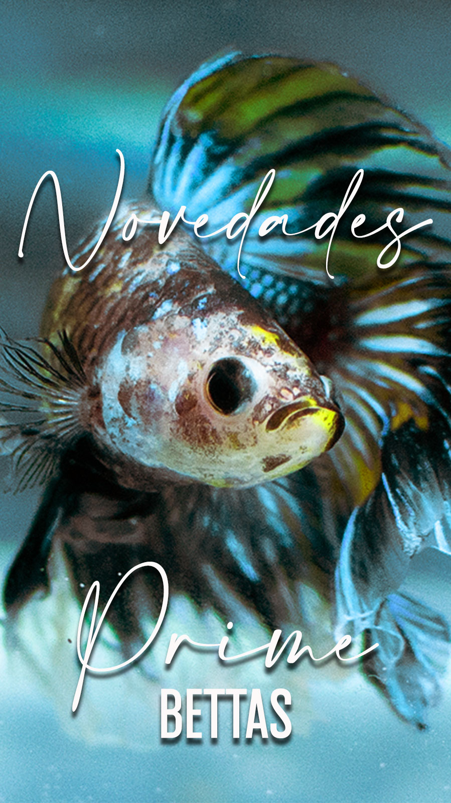 VENTA DE PECES BETTA EN LIMA CON ENVÍOS A TODO EL PERÚ | Peces Betta Prime